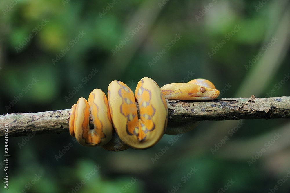 The yellow reticulated python (Malayopython reticulatus) is a python ...