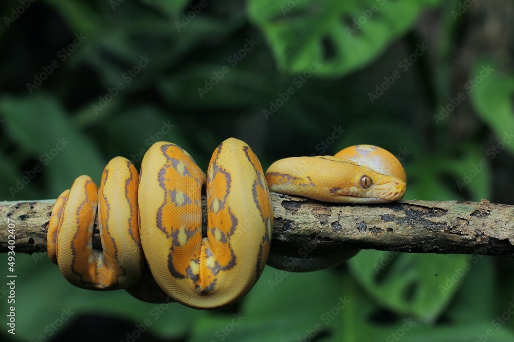 The yellow reticulated python (Malayopython reticulatus) is a python ...