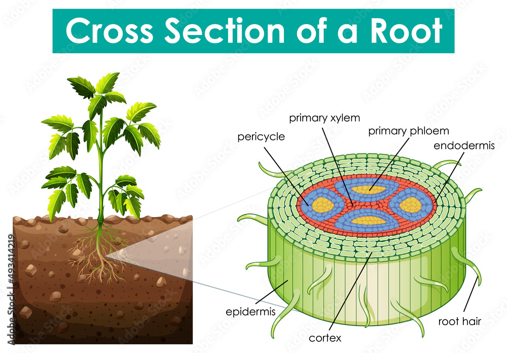 Diagram showing cross section of a root Stock Vector | Adobe Stock