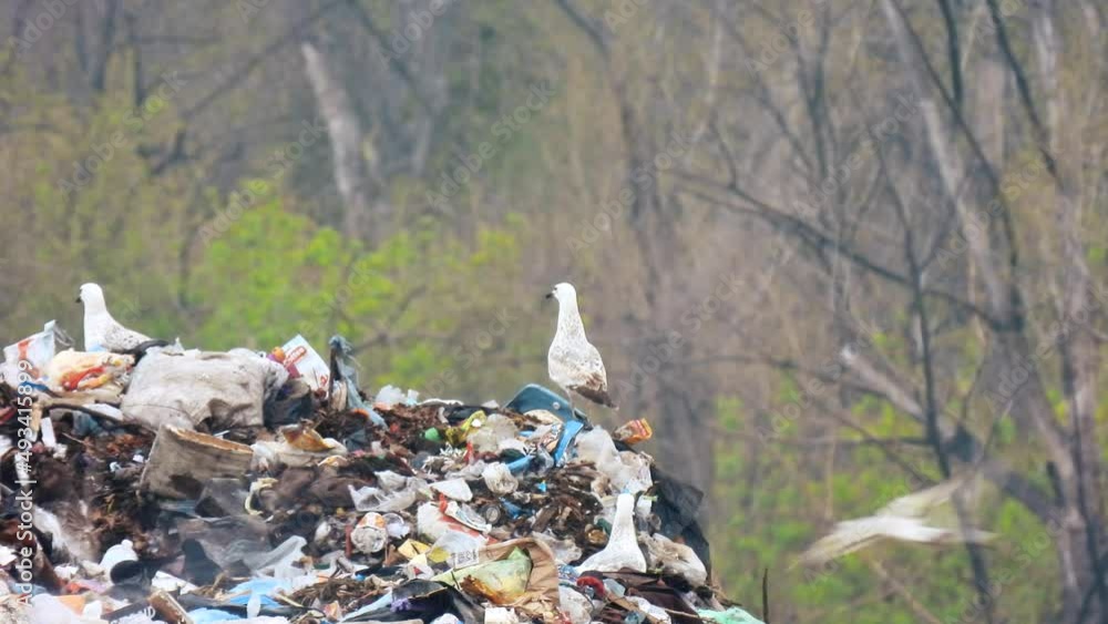 Garbage birds. Plastic pollution. Hungry seagulls and crows eating ...