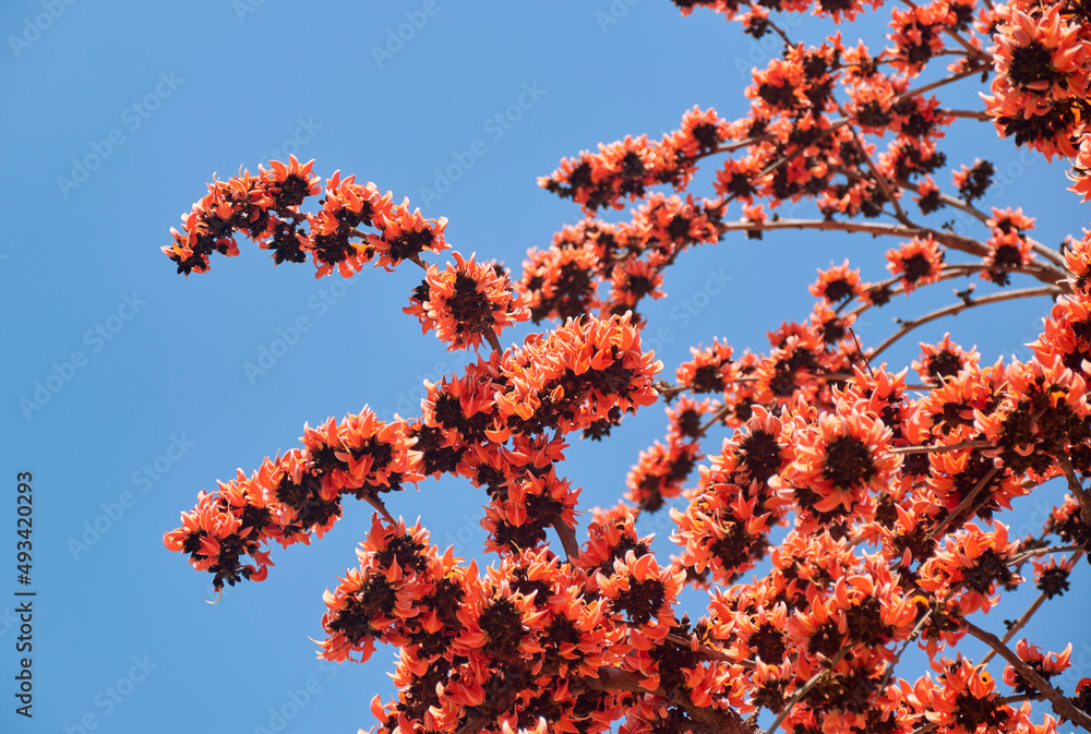 Vibrant red flowers of Butea monosperma (popularly known as 'palash ...