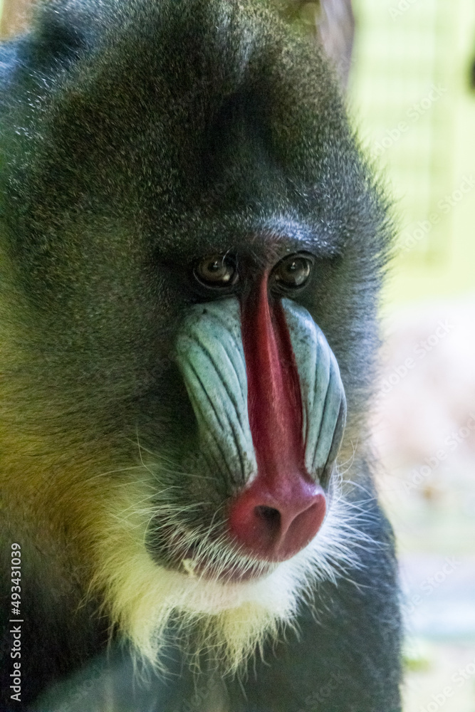 Male Mandrill with Red and Blue Face Markings Stock Photo | Adobe Stock
