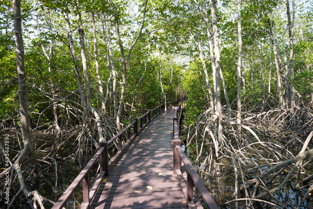 Wooden floor bridge in green mangrove forest sunny day. Mangroves are ...