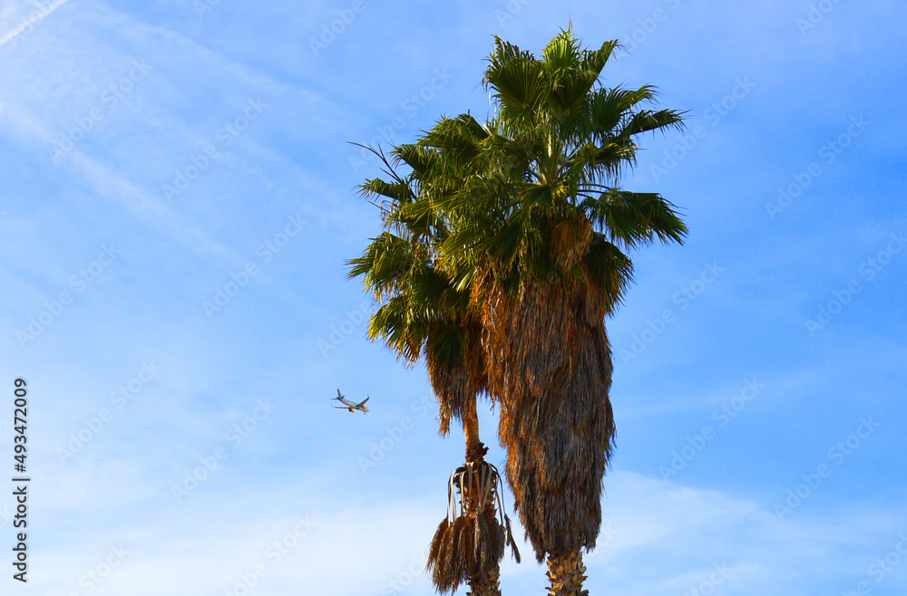 Airplane in the sky against the backdrop of a palm tree. Flight on a ...