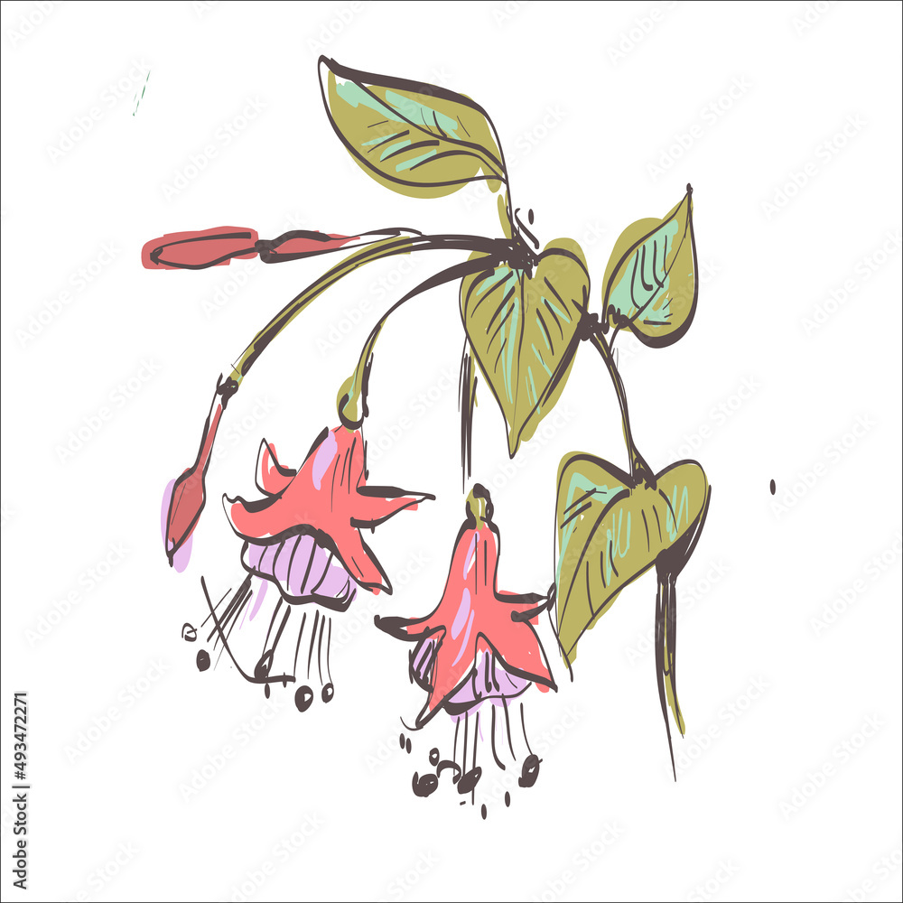 vector drawing color bell flowers, isolated floral element, hand drawn ...