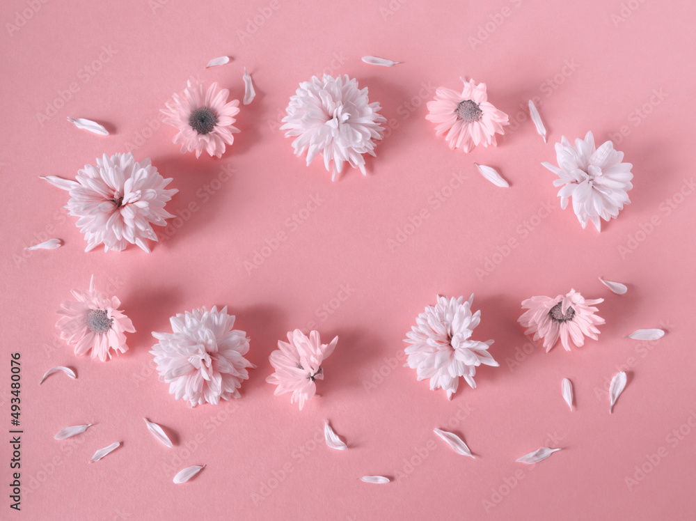 Pink frame of chrysanthemum flowers and petals on pink background ...