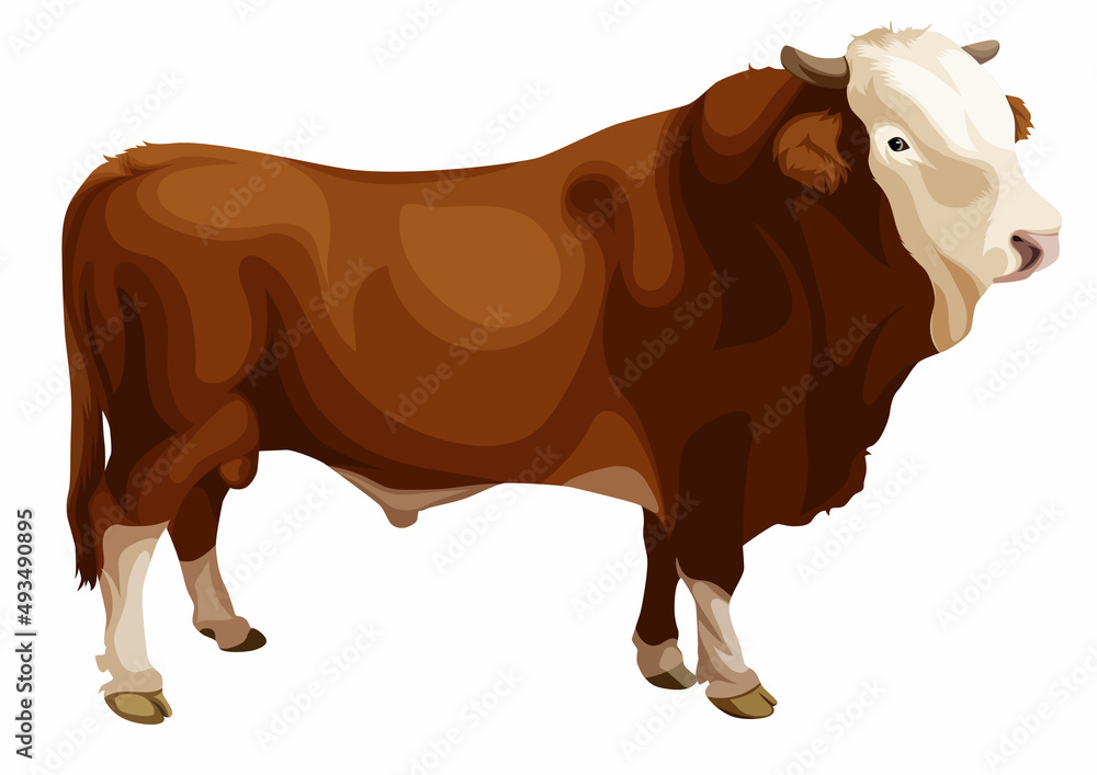 simmental breeder insemination clean isolated cattle Stock Illustration ...