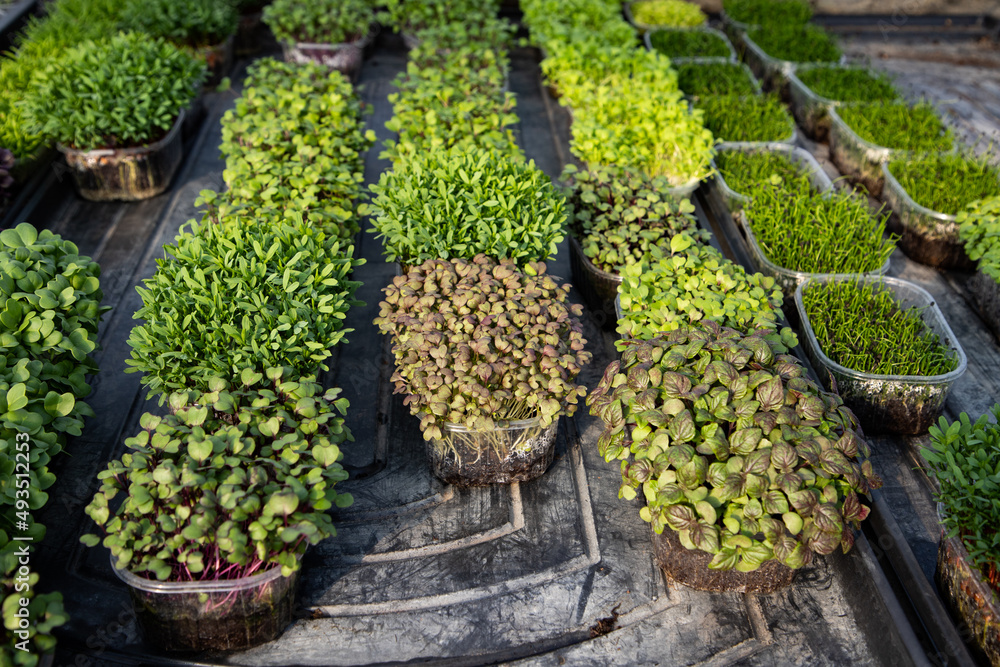 microgreens growing organic bio gardening Stock Photo | Adobe Stock
