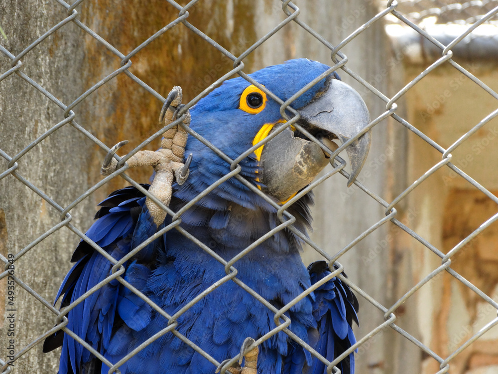 A Arara-Azul-Grande é a maior representante da família das quatro ...