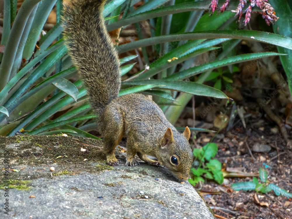 Caxinguelê, também conhecido como Serelepe ou Esquilo Brasileiro ...
