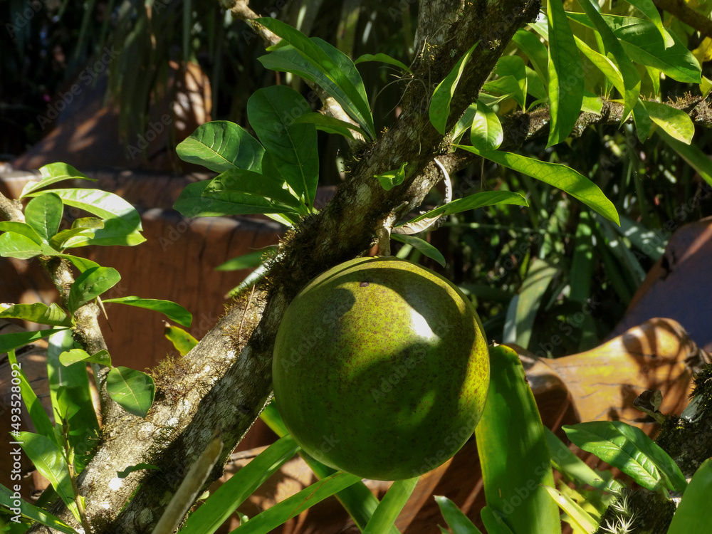 Grande fruta verde silvestre no meio de jardim fechado com muitas ...