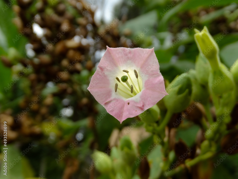 Linda flor de tabaco de nicotina, ou tabacum é uma planta herbácea ...