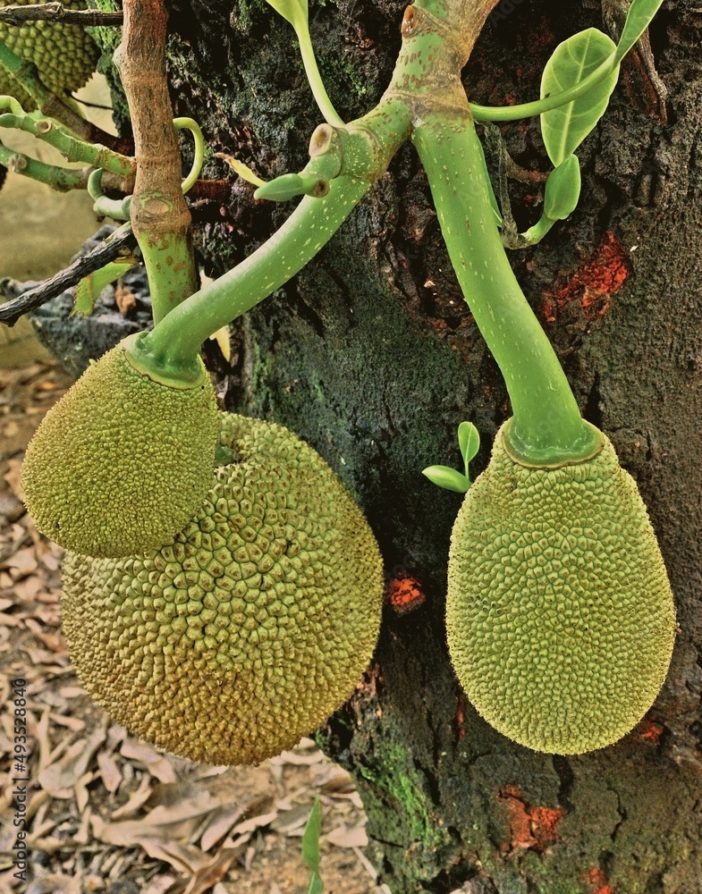 Jaca, fruta tropical, originária na Ásia é Índia e países tropicais ...