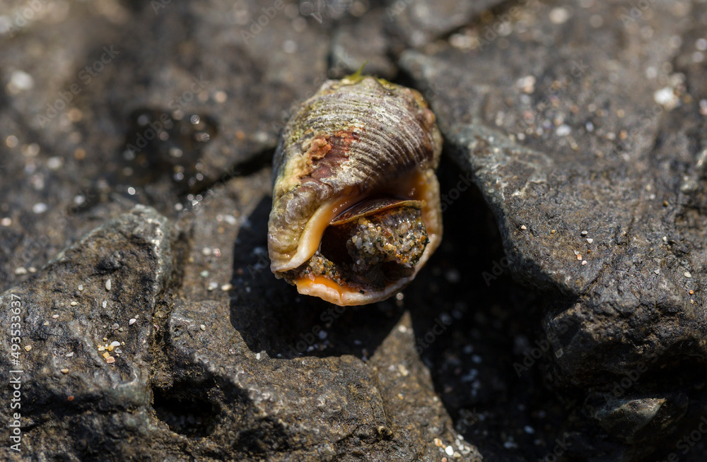 Rapana venosa, common name the veined rapa whelk, a marine gastropod ...