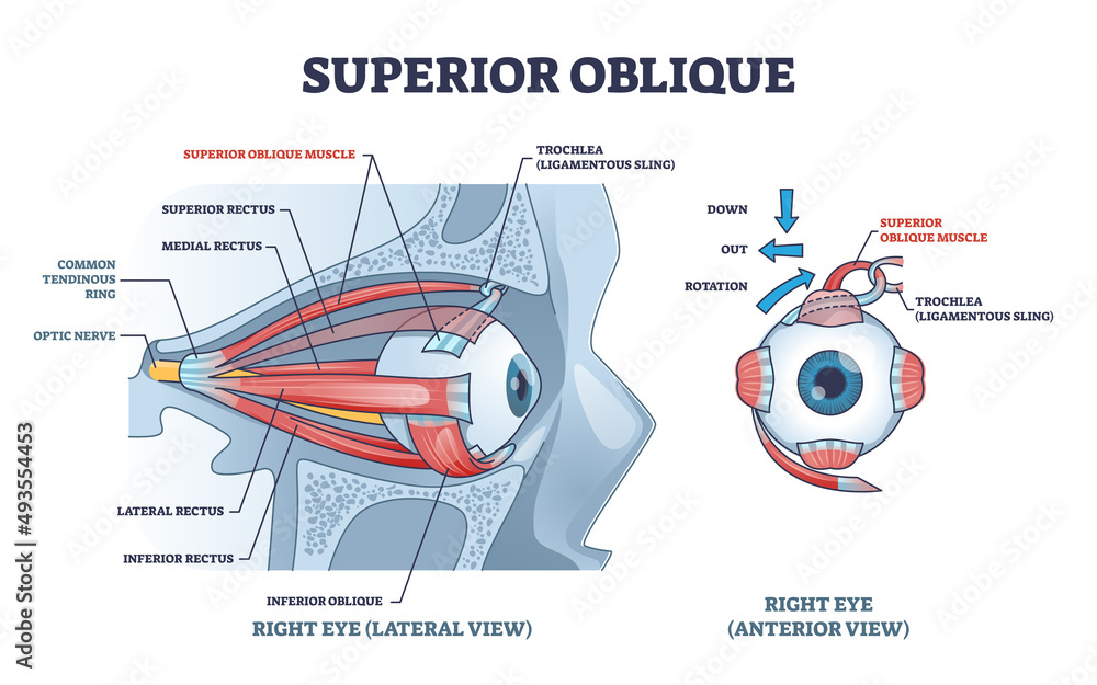 Superior oblique muscle with human eye muscular anatomy outline diagram ...