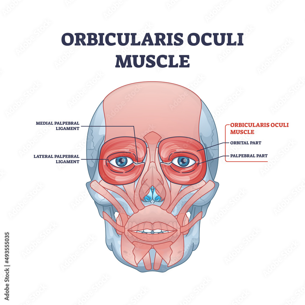 Medial Palpebral Ligament
