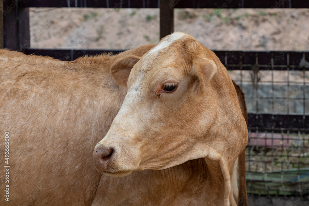 The Beefmaster is a breed of beef cattle that was bred in the early ...