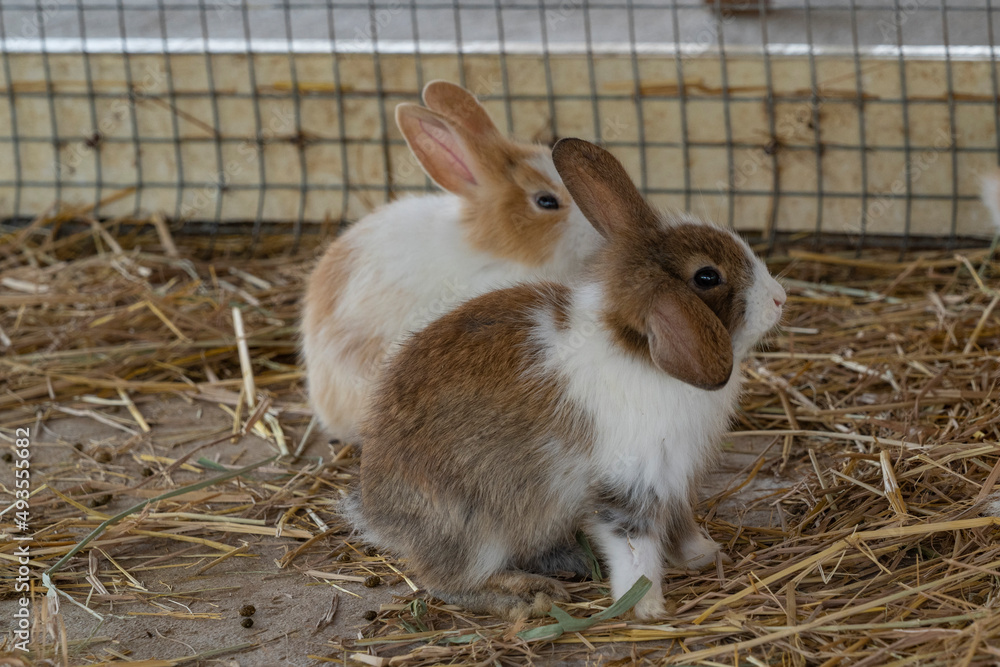 The domestic rabbit is a domesticated variety of the wild (European ...
