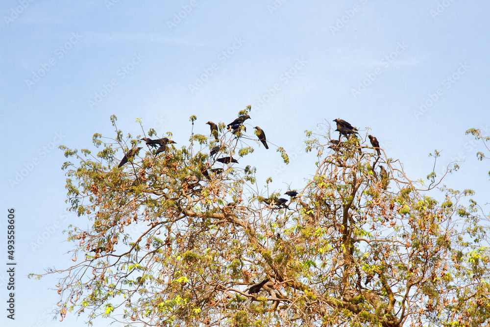 Indian Glossy Black Raven, House crow (Corvus splendens) in cities of ...