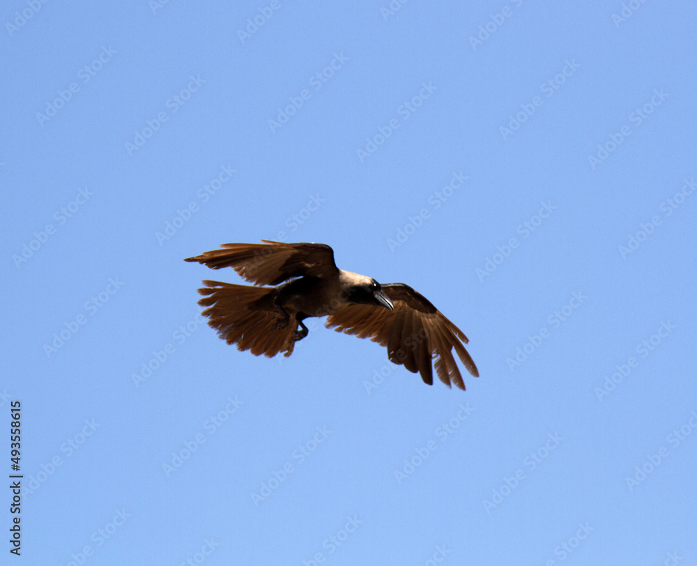 Foto de Indian Glossy Black Raven, House crow (Corvus splendens) in ...