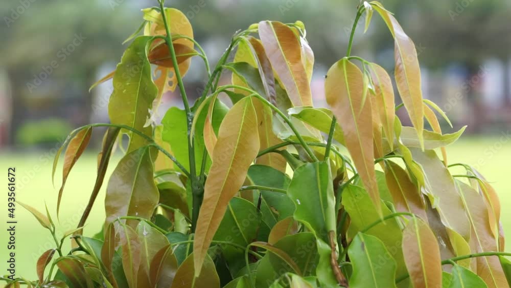 Vídeo do Stock: Polyalthia longifolia (glodokan, glodogan tiang ) with ...