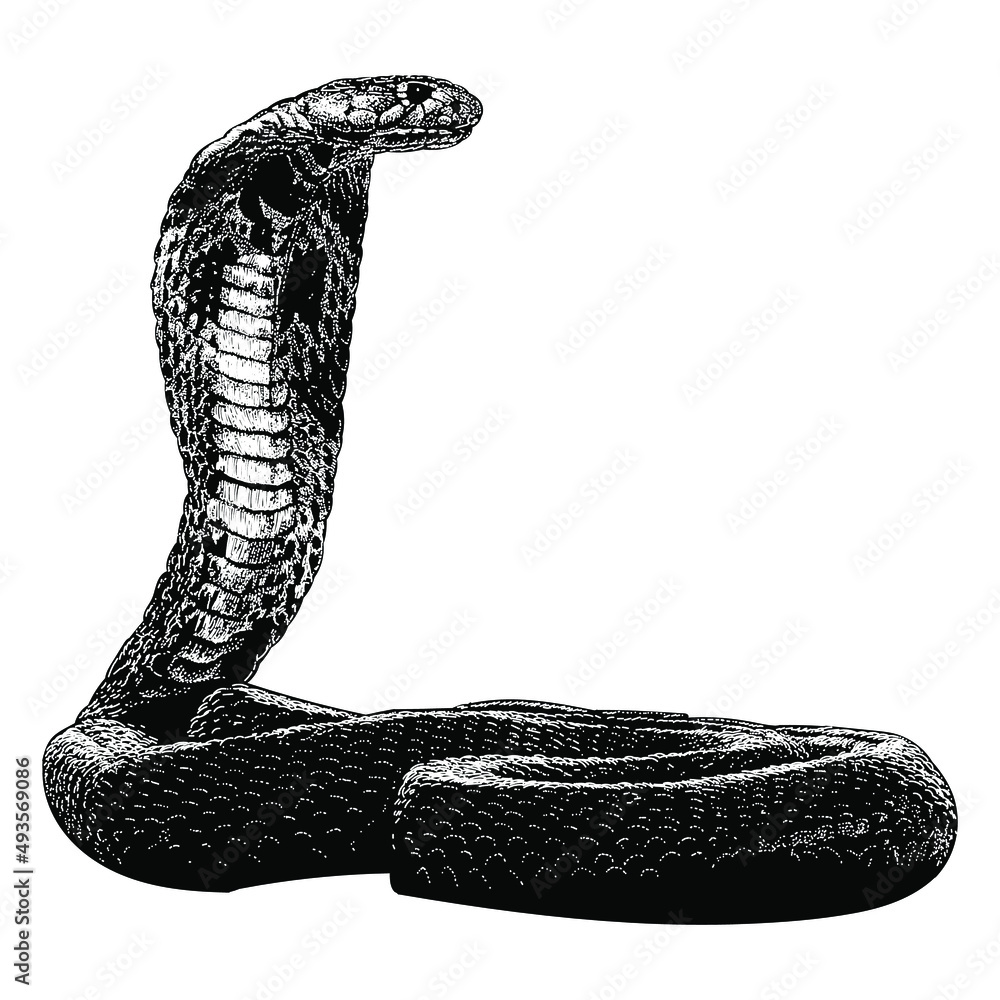 cobra hand drawing vector illustration isolated on white background ...