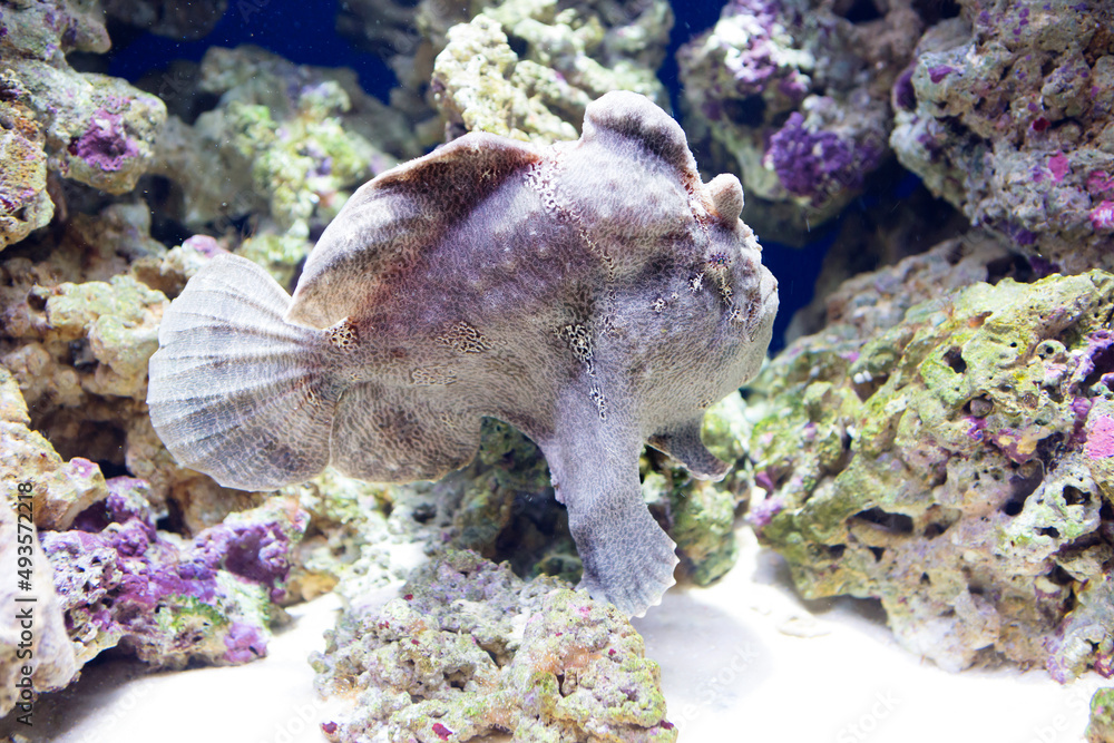 Painted frogfish, Antennarius pictus (Lat). It is found in subtropical ...