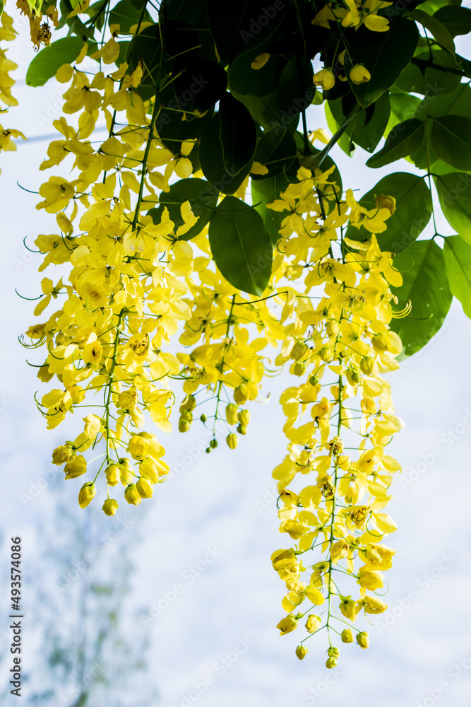 Golden Shower Tree Stock Photo | Adobe Stock