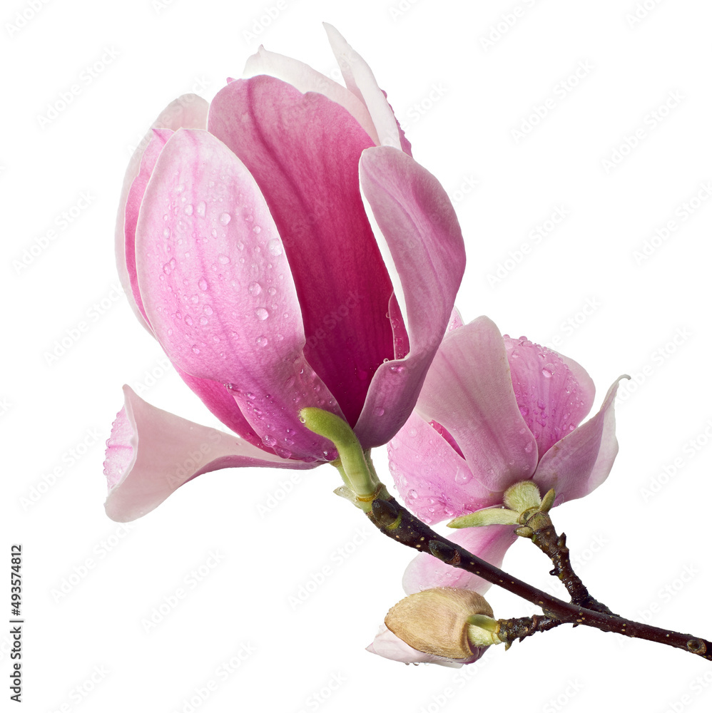 Magnolia liliiflora flower on branch with leaves, Lily magnolia flower ...