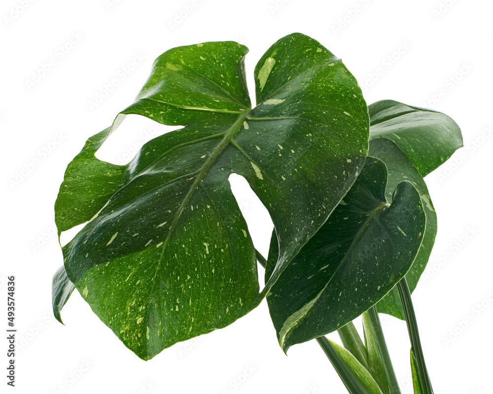 Variegated Monstera plant, Monstera Thai Constellation leaves, isolated ...