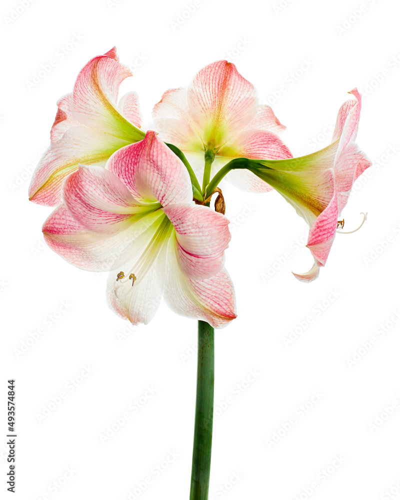 Hippeastrum or Amaryllis flowers ,Pink amaryllis flowers isolated on ...