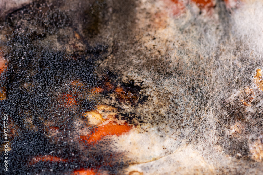 Texture of various poisonous mold, spores, fungi on fruits, macro ...