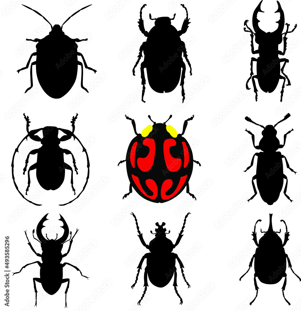 Collection of vector beetles. Different insects. Deer beetle, bug, bark ...