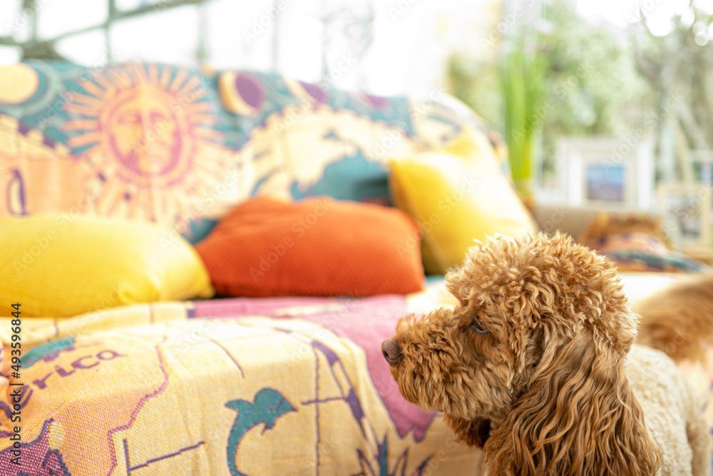 Shallow focus of a mini Poodle dog seen looking out for her owner from ...