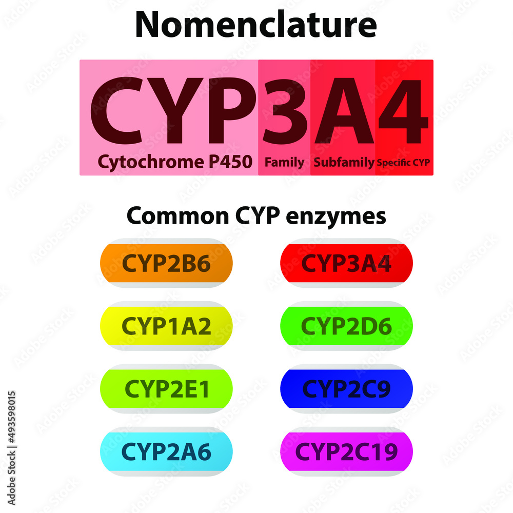 CYP Cytochrome p450 nomenclature and examples of common enzymes. Pharmacology and biochemistry ...