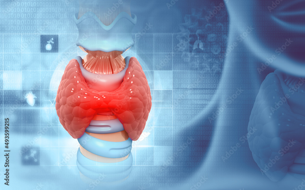 Human Glands Lobes of Thyroid Gland Anatomy Stock Illustration | Adobe ...