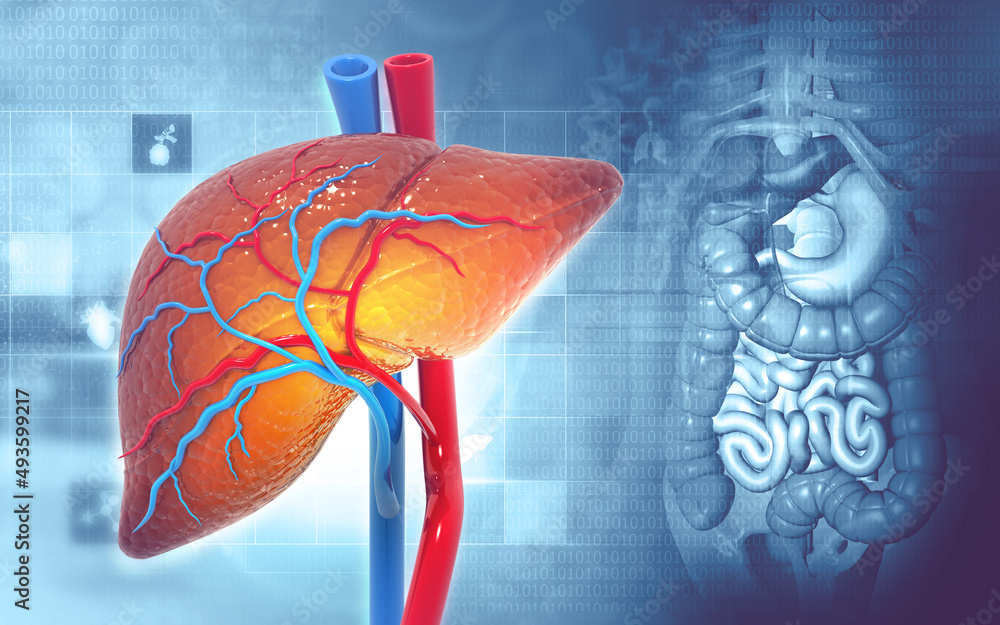 Human Liver Anatomy. 3d illustration Stock Illustration | Adobe Stock