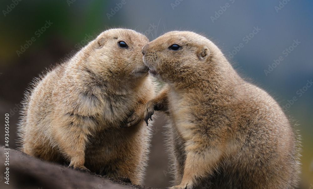 Prairie dogs are herbivorous burrowing rodents native to the grasslands ...