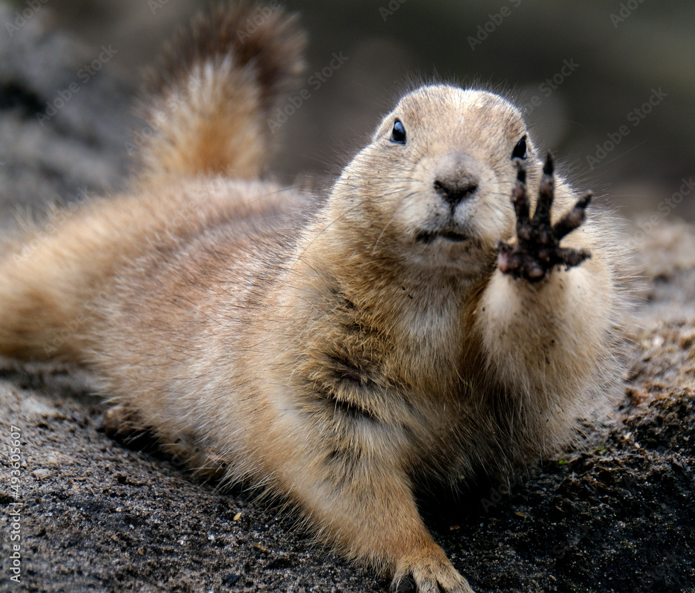 Prairie dogs are herbivorous burrowing rodents native to the grasslands ...
