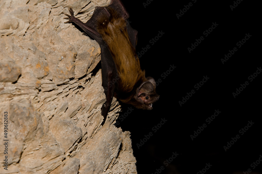 Greater noctule bat Nyctalus lasiopterus. San Bartolome de Tirajana ...