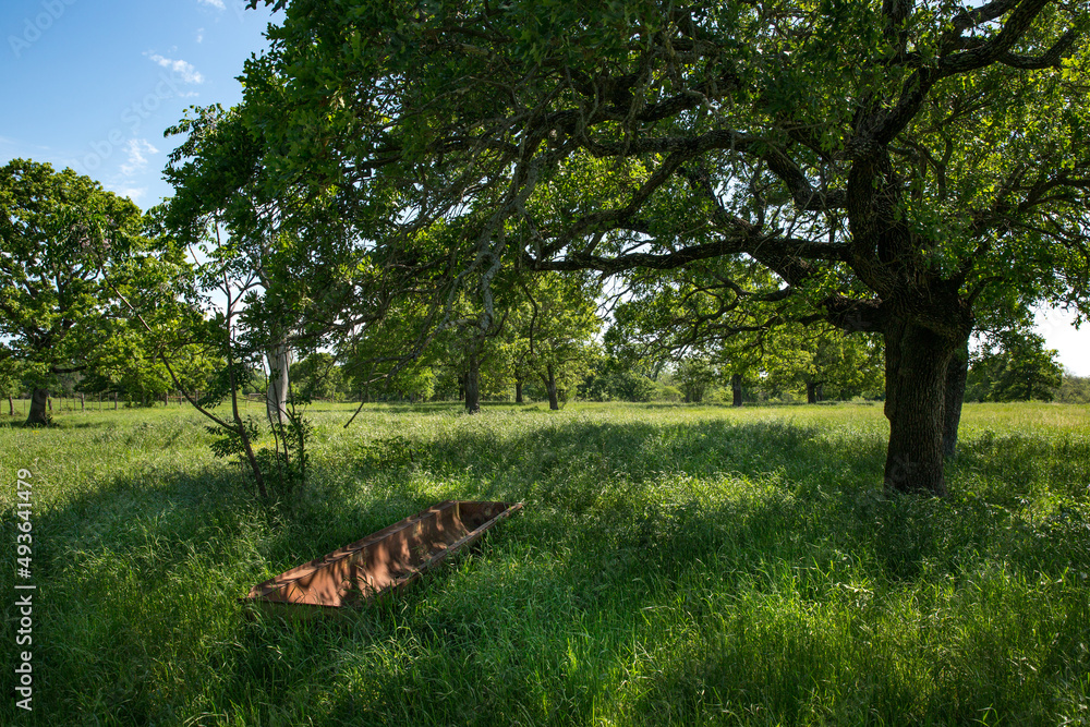 Vintage cattle trough on pasture under oak trees on the ranch Stock ...