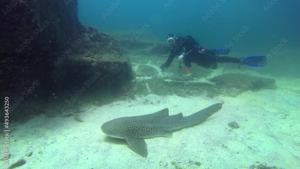 Zebra Shark Or Leopard Shark Close Up. Fish Feeding On Calm Peaceful ...