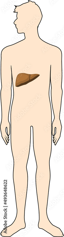 Scheme of location of liver in human body. Educational material for ...