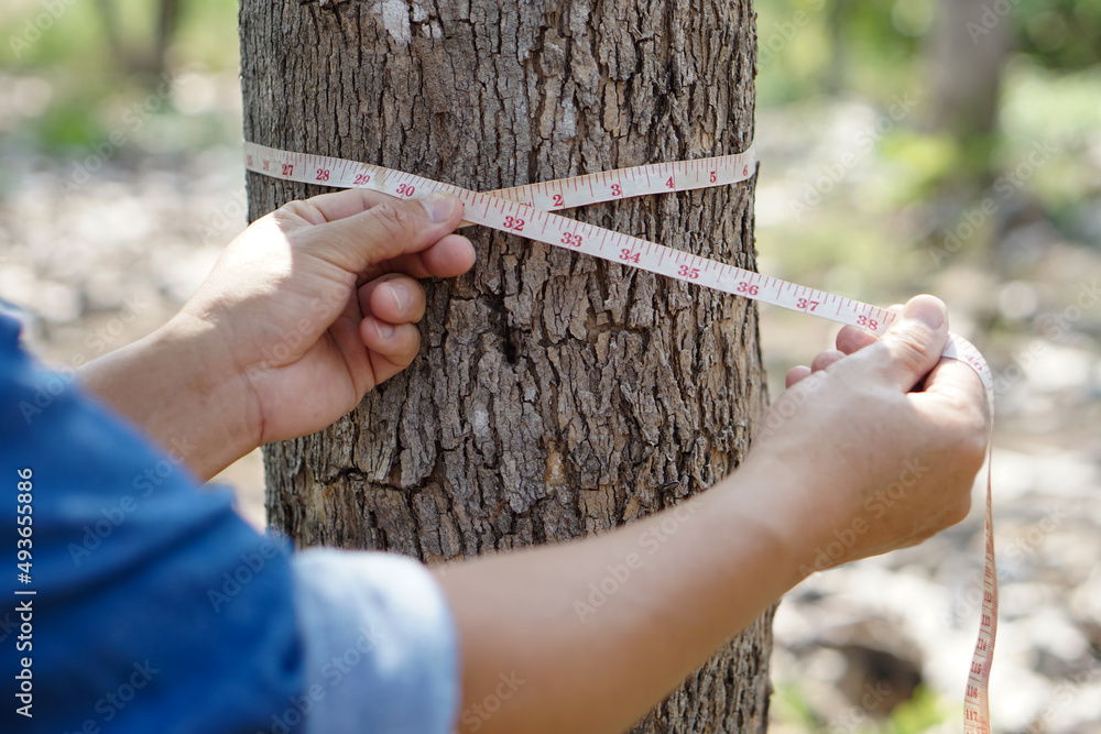 Botanist's hand is measuring trunk of tree to analysis and research ...