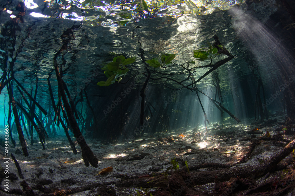 Sunlight pierces the canopy of a mangrove forest in Raja Ampat ...