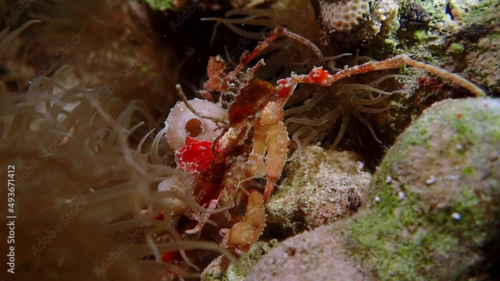 Large red Convex reef crab with big claws (Carpilius convexus) slowly ...