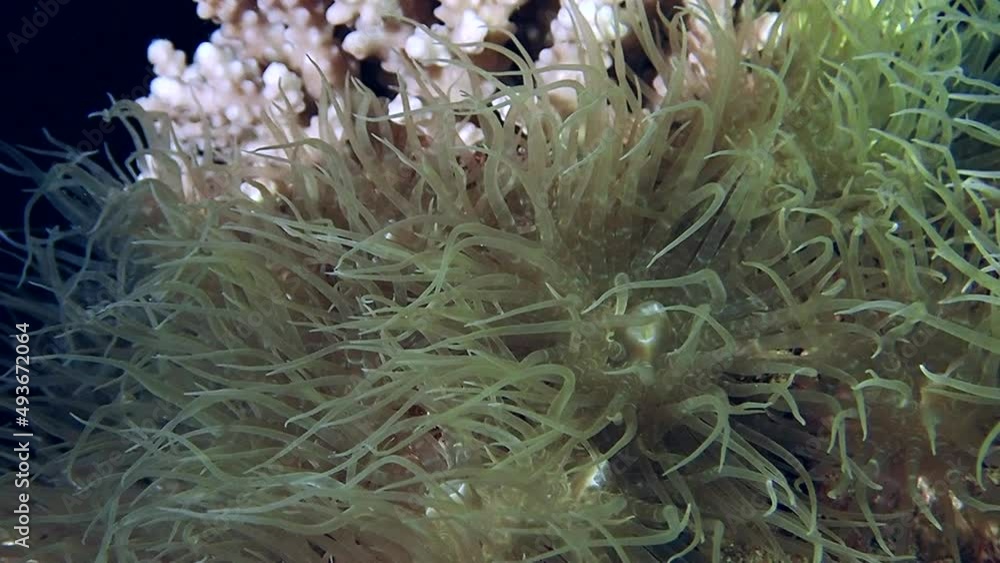 An up close shot of a small baby reef octopus (Octopus briareus ...