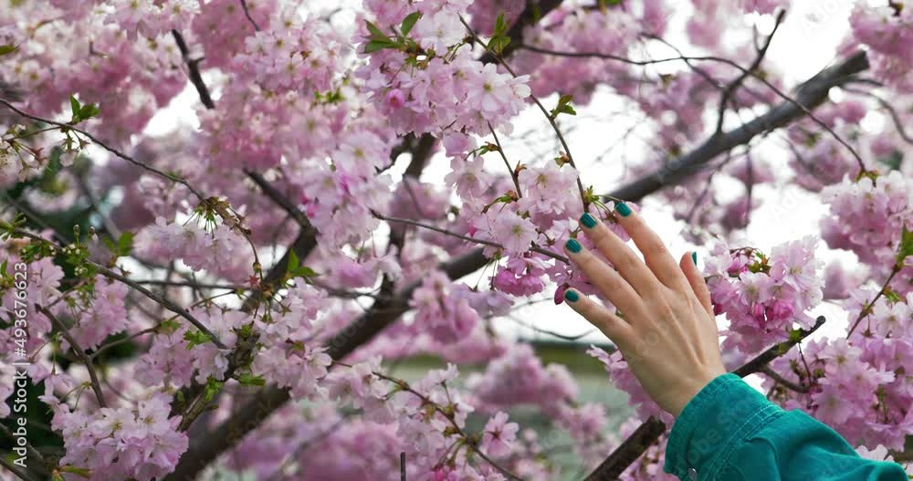 Woman's hand is touching the flowers of a freshly blossomed sakura tree ...