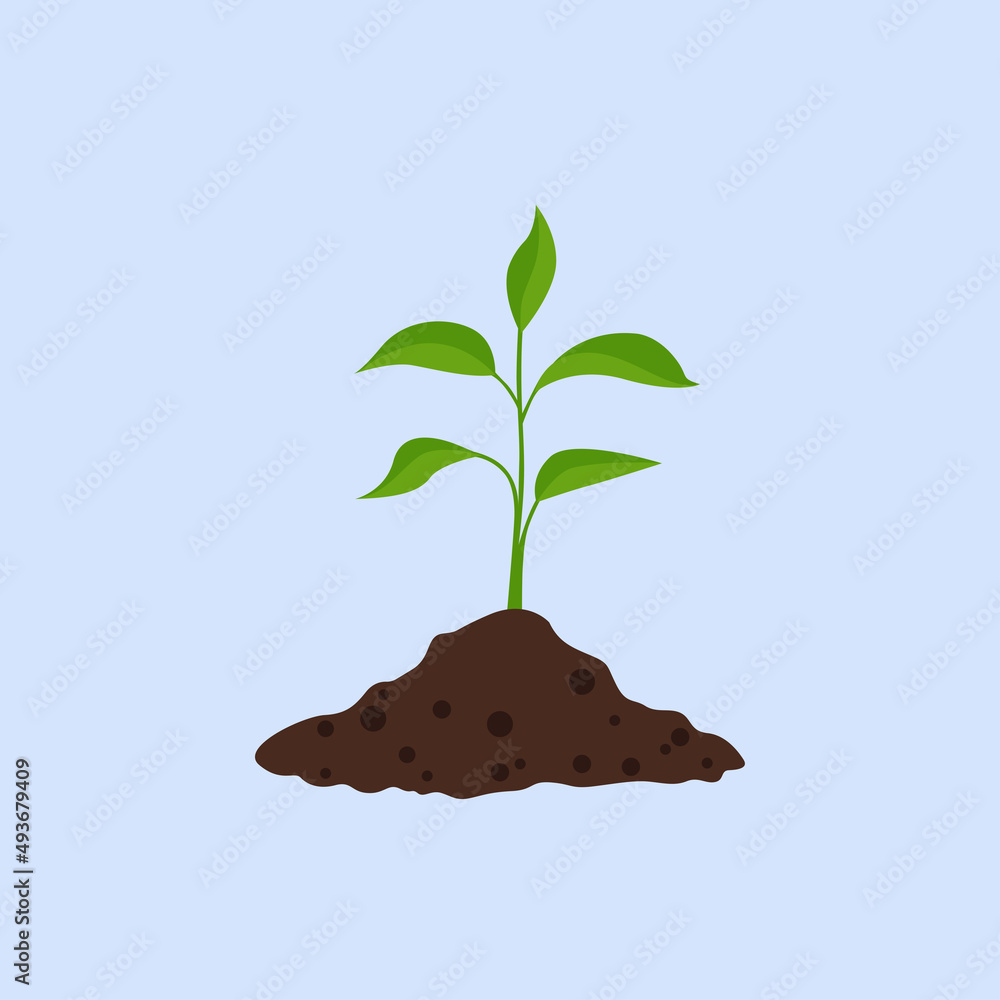 The tree that grows from seed is a big tree with green color and the ...