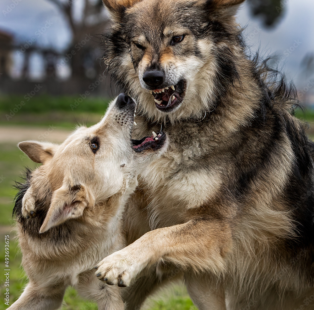 Wolf Fighting Dog
